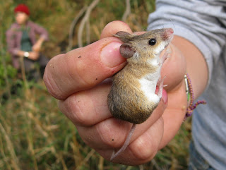 Veggie Revolution: Budding Scientists Assess the Tiny Critters of Africa