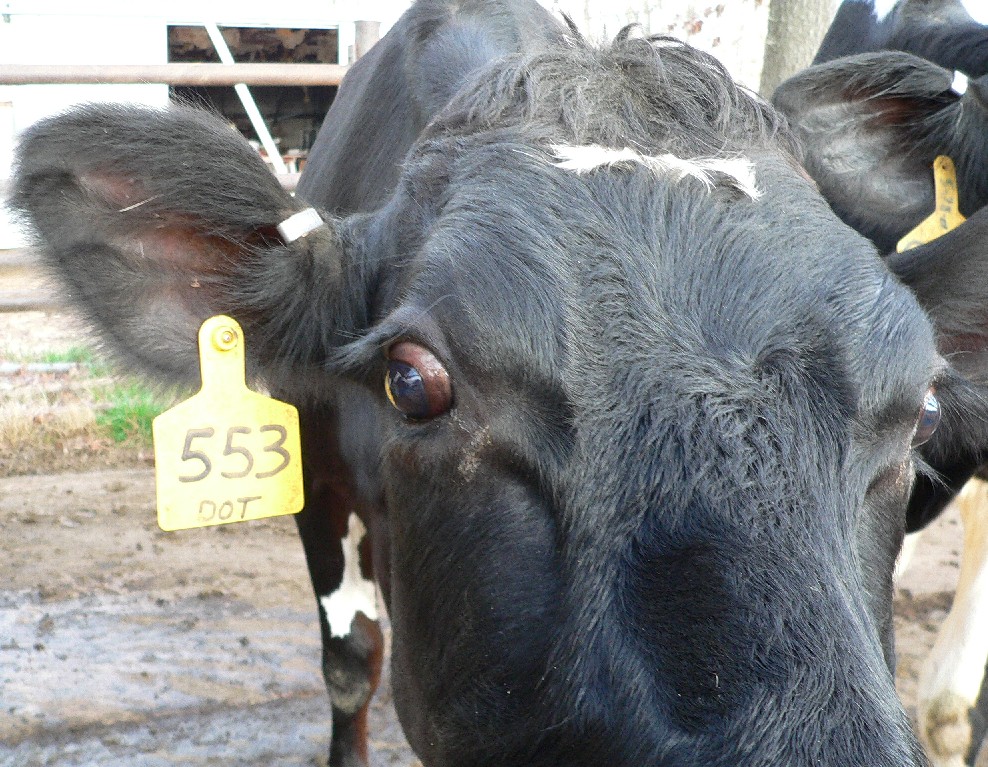 Veggie Revolution: November 2010