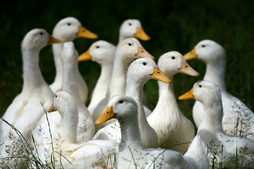 Recollecting Nemasket: Ducks for the Military, 1944