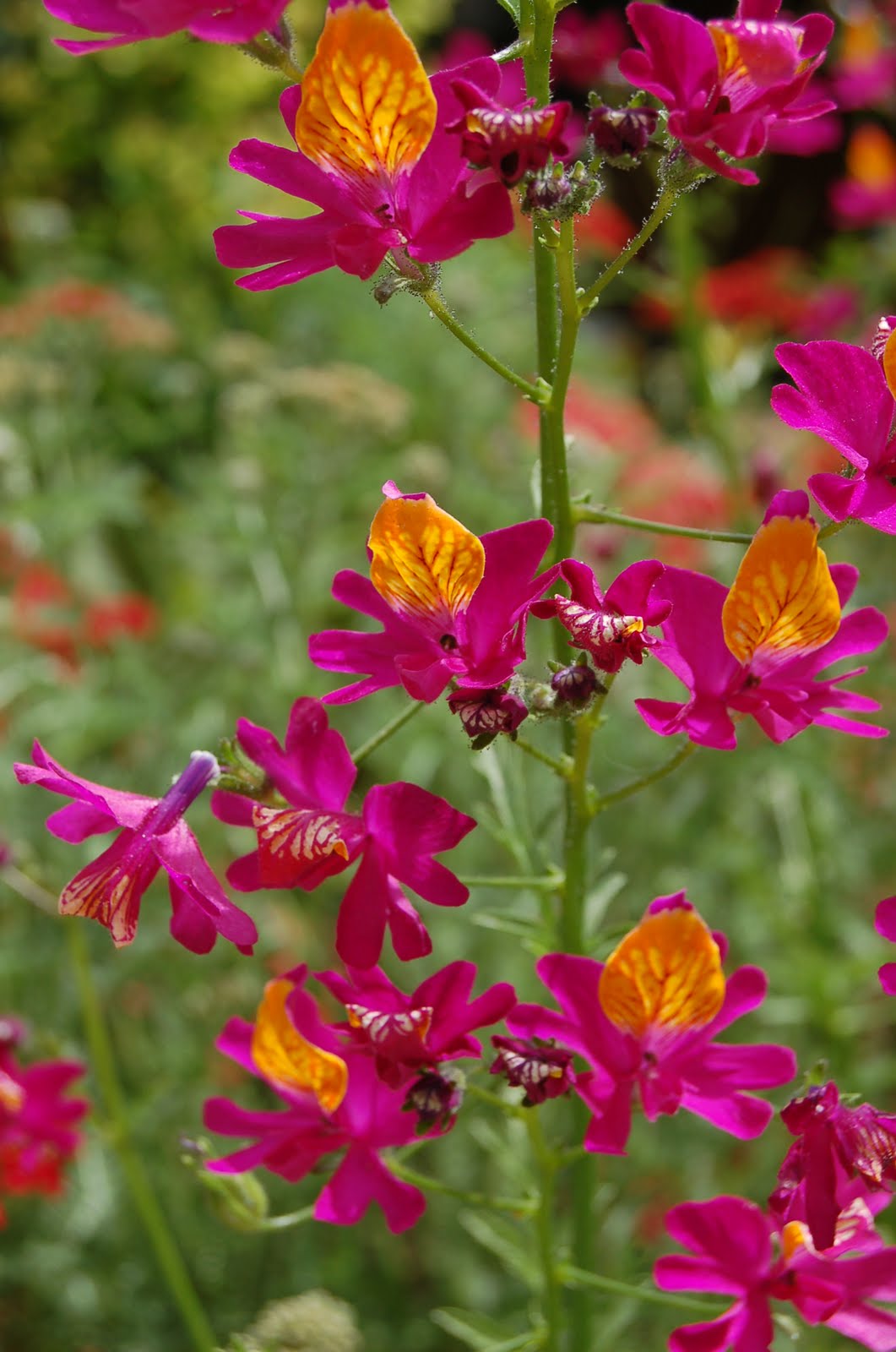 STINKERBELLE'S GARDEN: Butterfly Flower Schizanthus Grahamii