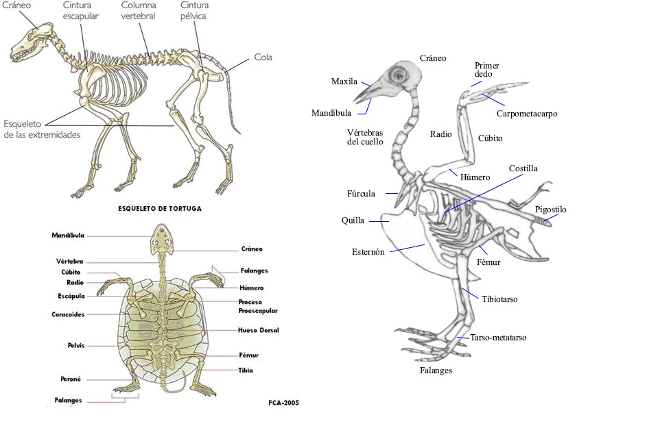 animales vertebrados: ¿Cómo se diferencian los animales vertebrados de ...