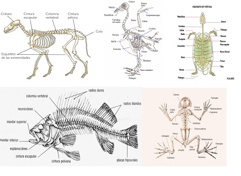 animales vertebrados: LOS VERTEBRADOS