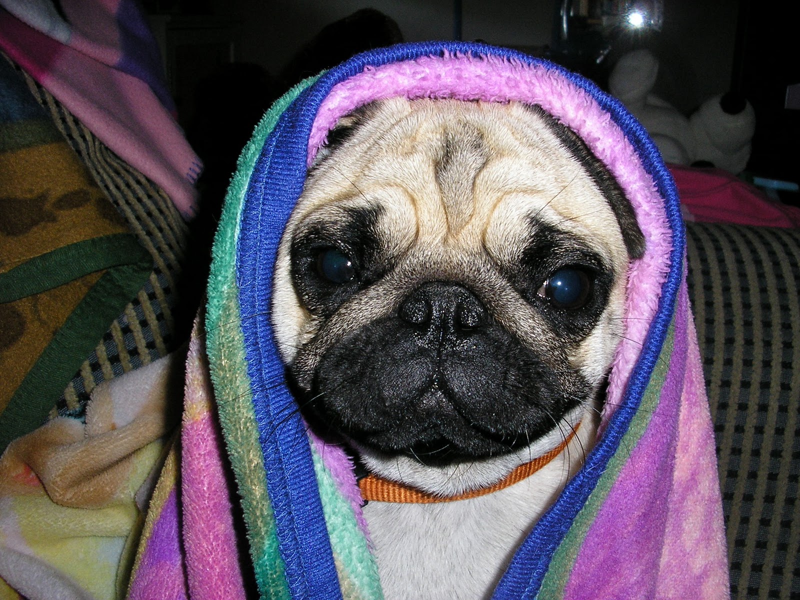 A Bowl of Noodles©: Portrait of a Pug in Purple