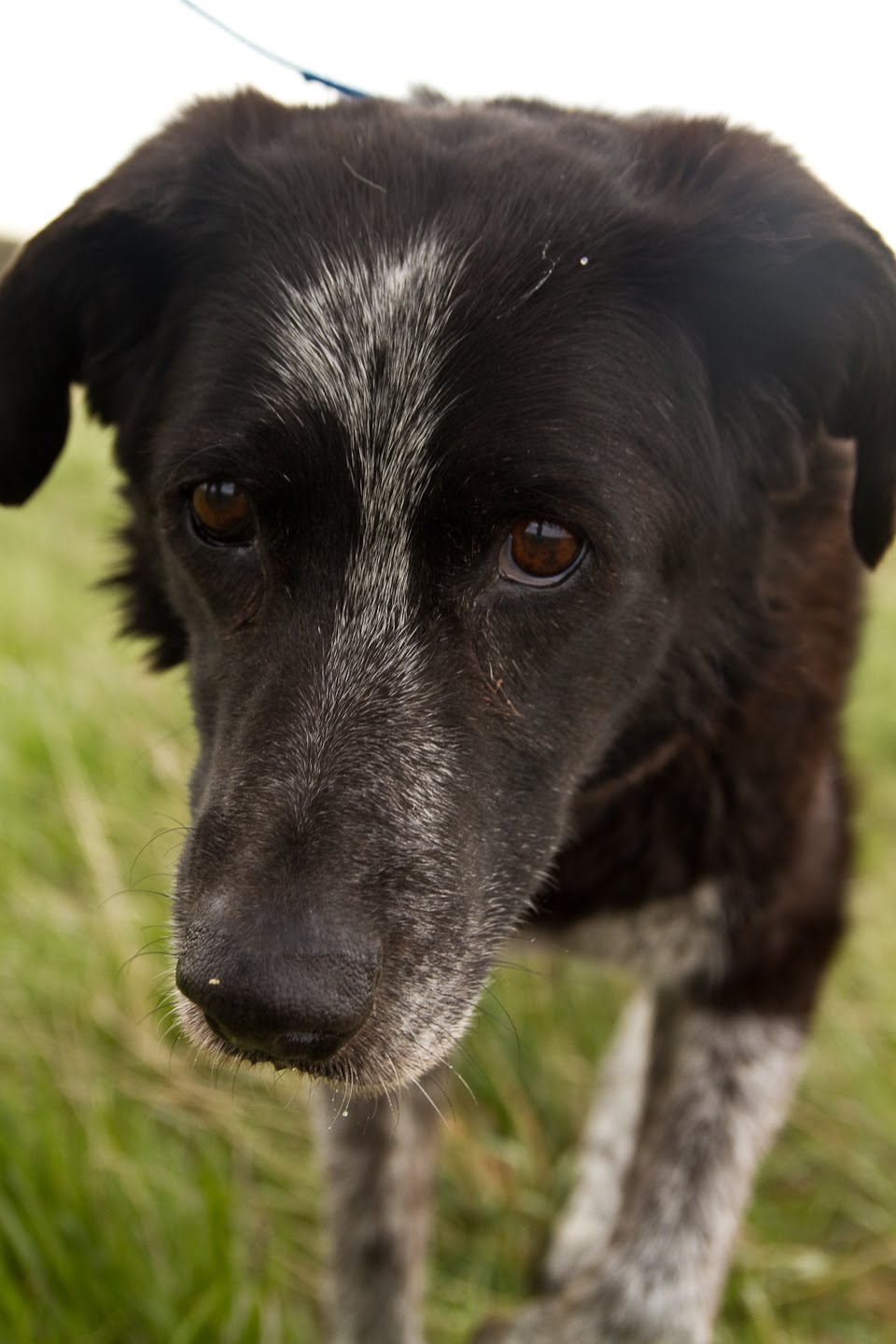 Windy City Canine Rescue: Millie {Cattle Dog Cross} - ADOPTED!