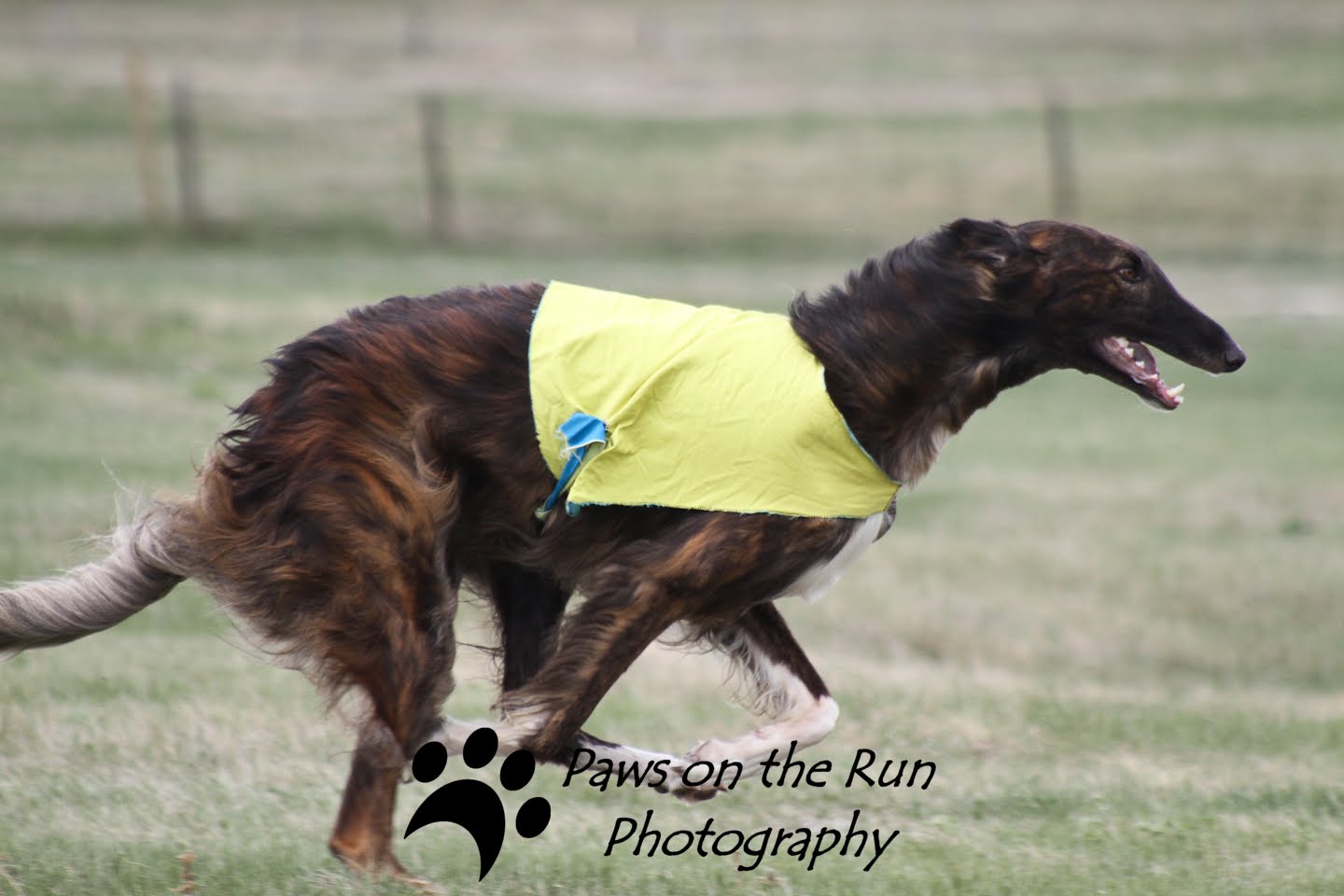 deerdog (u/deerdog) - Reddit