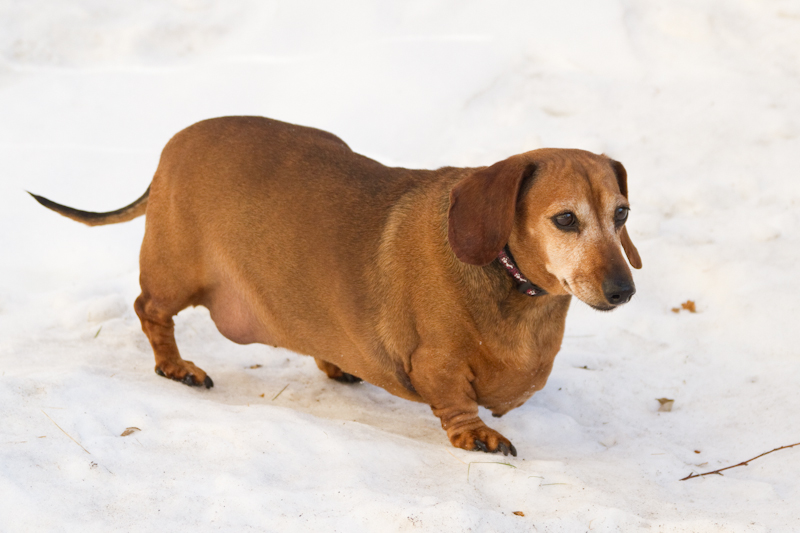 Windy City Canine Rescue: April {Miniature Dachshund} - ADOPTION PENDING