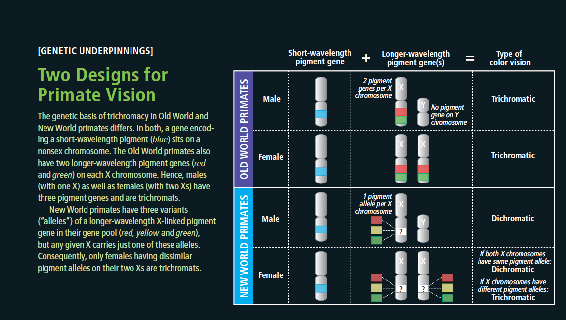 Young Geneticist: Primates and eyes vision