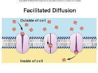 AP Biology Review: Four Types of Cellular Transport