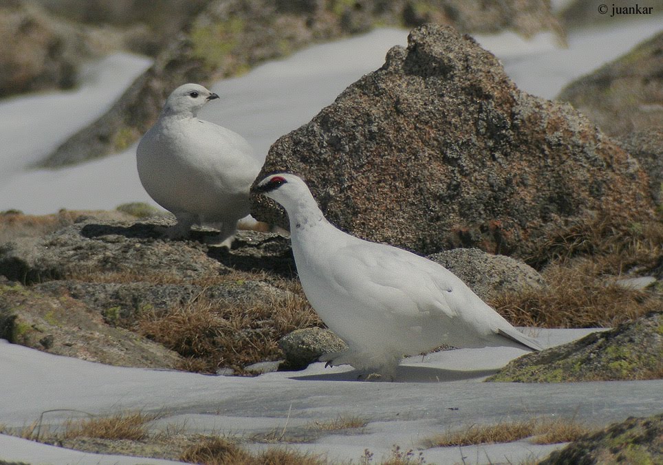 Miradas Cantábricas: Buscando las perdices blancas