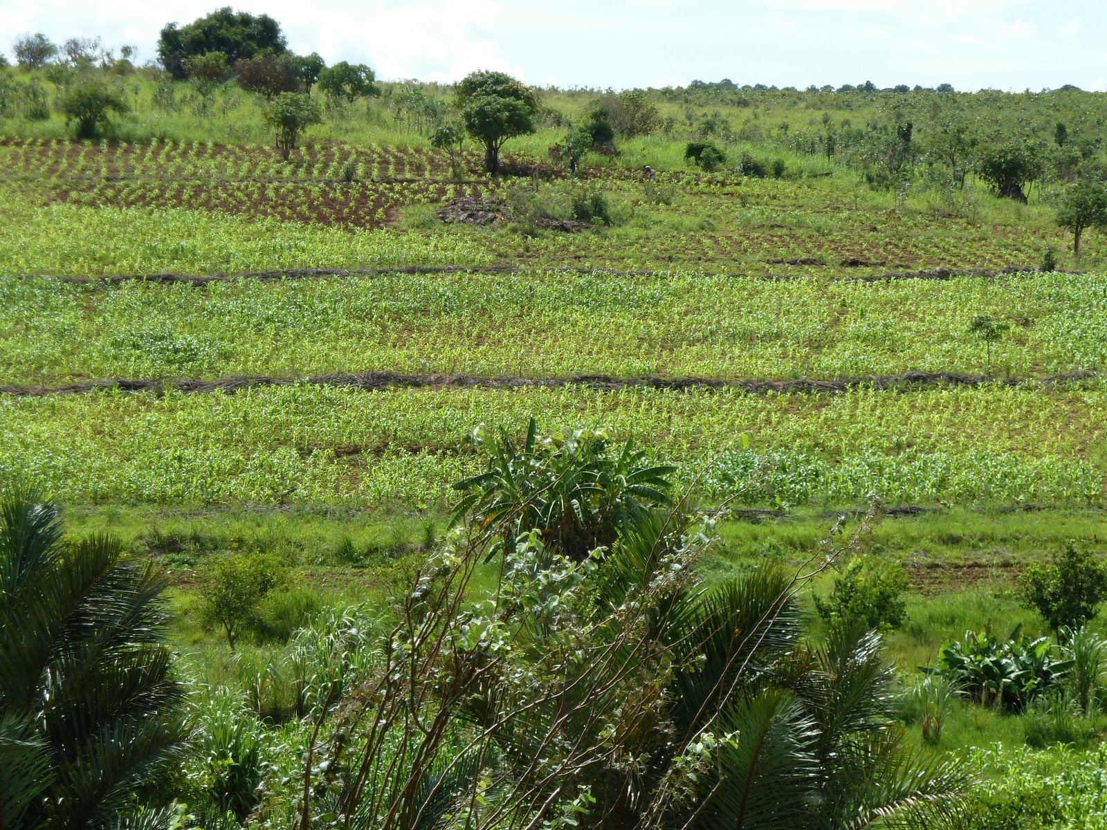Mozambique: Machamba