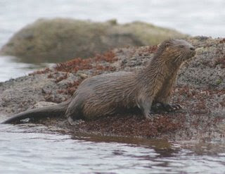 Fauna: Nutria de Mar