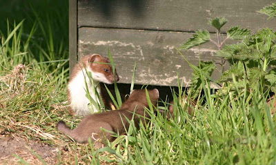 Jennifer Tetlow - Stone Sculpture Journal: Stoat Family