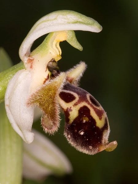 The Orchids of Cyprus: Ophrys orientalis