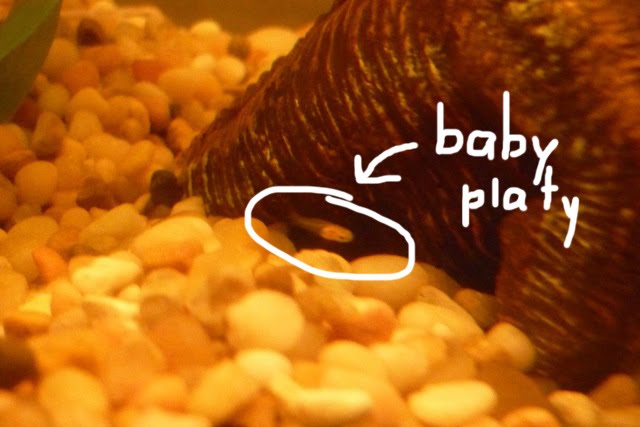 Fish Update | Swistle