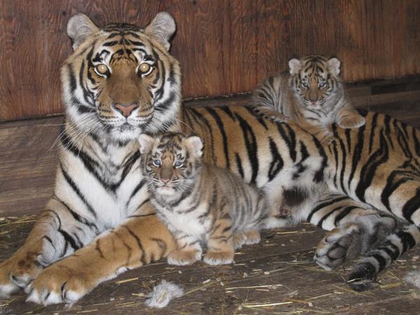 Terrific Tigers: Babies
