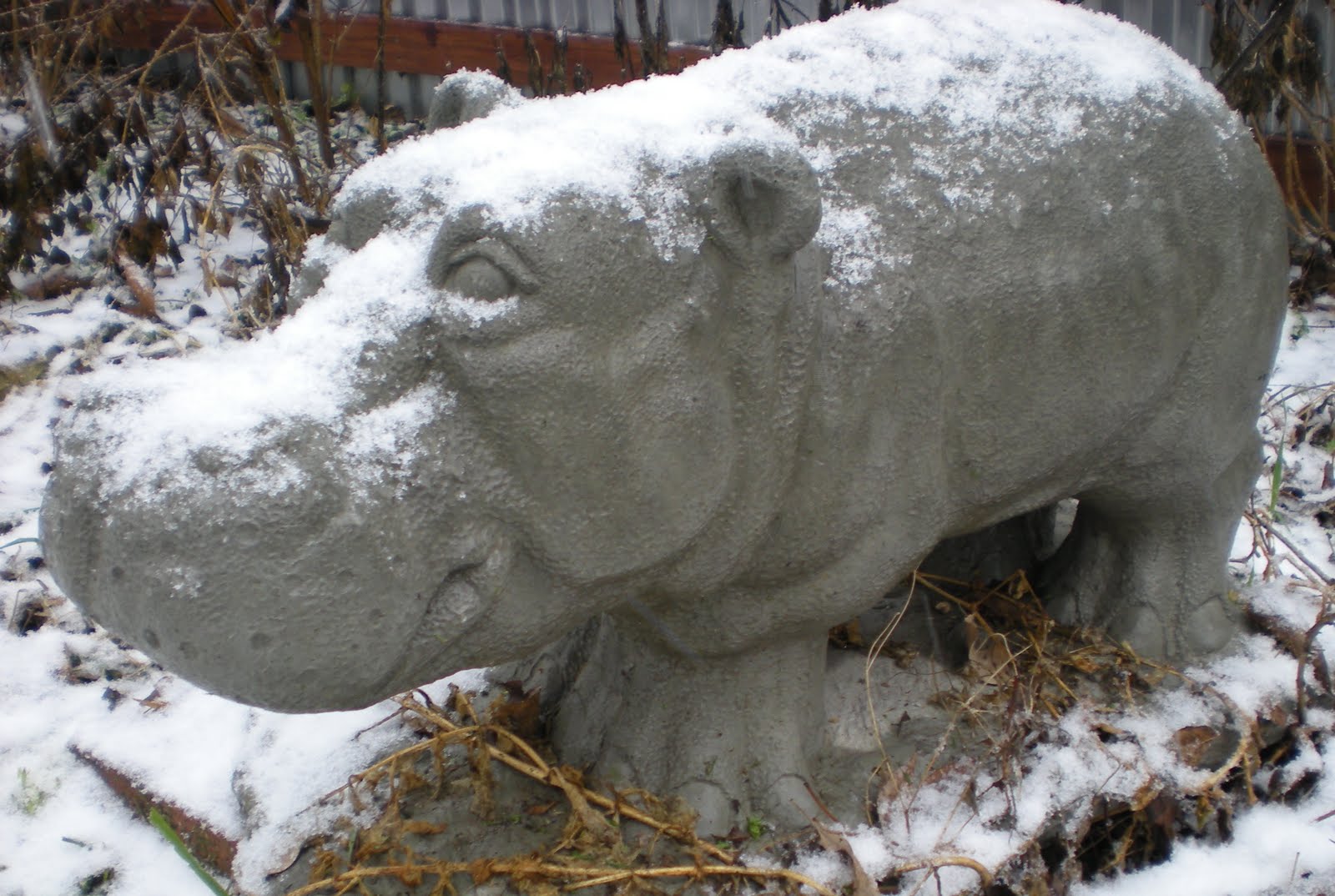 Lang Gardens: February 2010