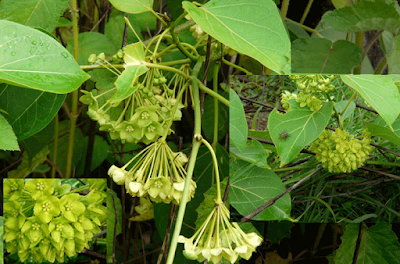 TuLu Research & Studies: Drooping inflorescence