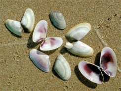 Biologia Marina e non solo...: Tellina