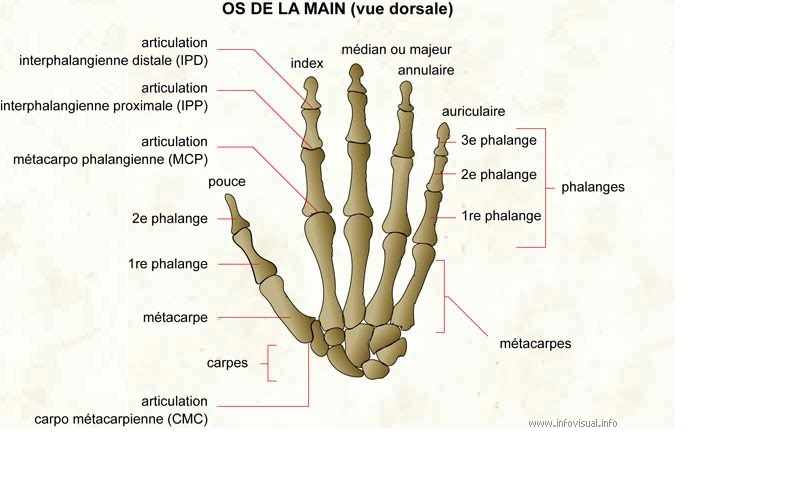 TPE PROTHESES DE LA MAIN: 1. ANATOMIE DE LA MAIN HUMAINE