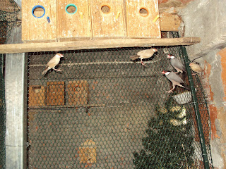 Magalhães Aves: Pardais de java