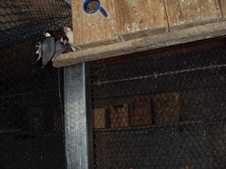 Magalhães Aves: Pardais de java