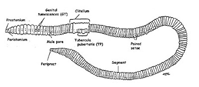 Earthworm [Part 1] ~ Pass. Science. Solutions.