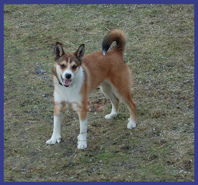 NORSK LUNDEHUND.: NORSK LUNDEHUND - NORWEGIAN LUNDEHUND - NORSK ...