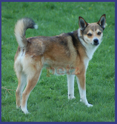 NORSK LUNDEHUND.: NORSK LUNDEHUND - NORWEGIAN LUNDEHUND - NORSK ...