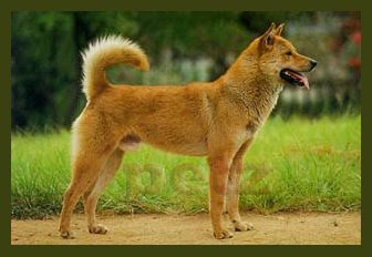 KOREA JINDO DOG.: KOREA JINDO DOG - JINDO DOG - CHINDO - JINDO GAE ...