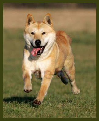 KOREA JINDO DOG.: KOREA JINDO DOG - JINDO DOG - CHINDO - JINDO GAE ...