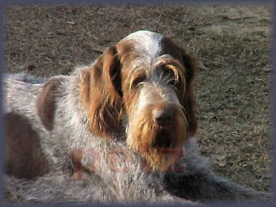 ΣΠΙΝΟΝΕ.: ΣΠΙΝΟΝΕ / SPINONE - ITALIAN SPINONE - ITALIAN GRIFFON ...