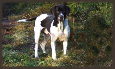 ΧΕΝΣΕΧΟΥΝΤ