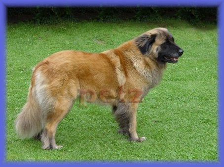 ΣΕΡΑ ΝΤΑ ΕΣΤΡΕΛΑ: ΣΕΡΑ ΝΤΑ ΕΣΤΡΕΛΑ / ESTRELA MOUNTAIN DOG - PORTUGUESE ...