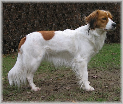 ΚΟΪΚΕΡΧΟΝΤΖ: ΚΟΪΚΕΡΧΟΝΤΖ / KOOIKER HOUND -SMALL DUTCH WATERFOWL DOG ...
