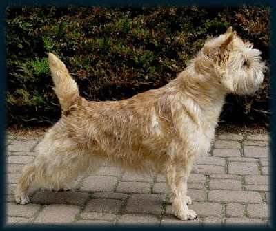 ΤΕΡΙΕ ΚΕΡΝ: ΤΕΡΙΕ ΚΕΡΝ / CAIRN TERRIER.