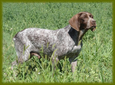 ΜΠΡΑΚ ΓΑΛΛΙΚΟ: ΜΠΡΑΚ ΓΑΛΛΙΚΟ / FRENCH PYRENEAN POINTER - SMALL-SIZED ...