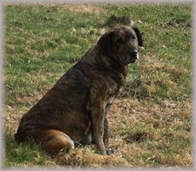 ΚΑΣΤΡΟ ΛΑΜΠΟΡΕΪΡΟ: ΚΑΣΤΡΟ ΛΑΜΠΟΡΕΪΡΟ / CASTRO LABOREIRO DOG - CHIEN DE ...