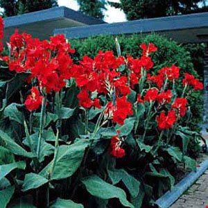 manal: Cannas - Red - The President - #2-3 Eye - 25 Rhizomes