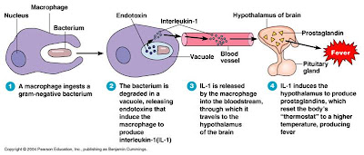 Phage therapy subjects from Sellano town : Endotoxins