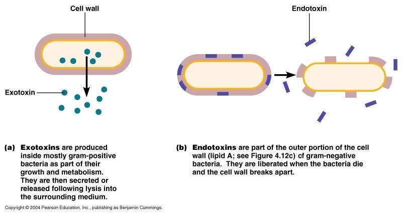 Bacterial Cell Diagram Endotoxins
