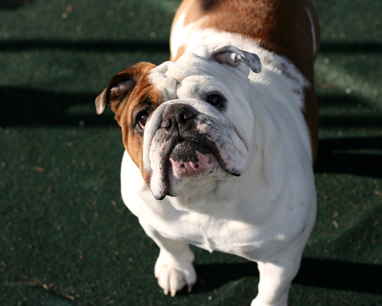Puppy English Bulldog Wallpapers | Free Animal Wallpapers