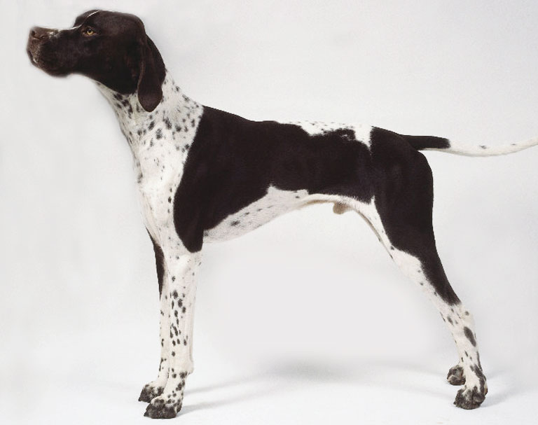 Musings of a Biologist and Dog Lover: Guess the Genotype #73