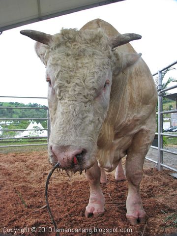 lamanpahang: 27/44 MAHA 2010 - Lembu putih