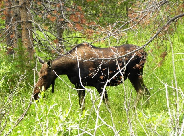 Moose Nutcrackers free load - loadcrackfilter