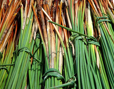 indianrocknativegarden: juncus textilis