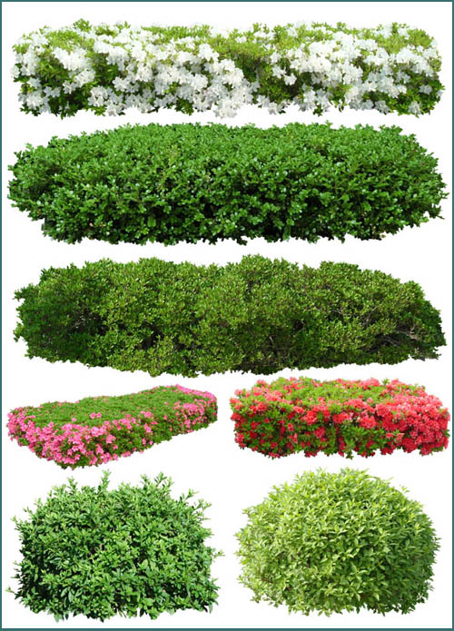 PSD Templates - Bushes and Plants ~ Style Photoshop