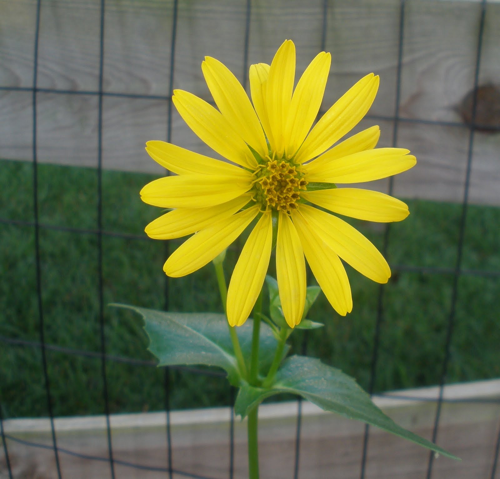 Casa Mariposa: A day in the garden...