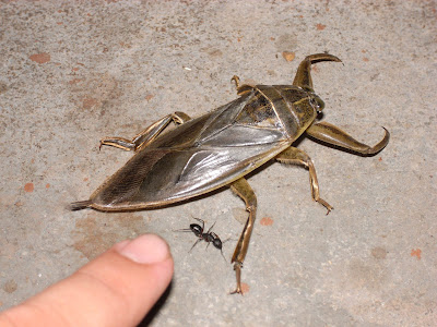 ¿Qué insecto es este? D: