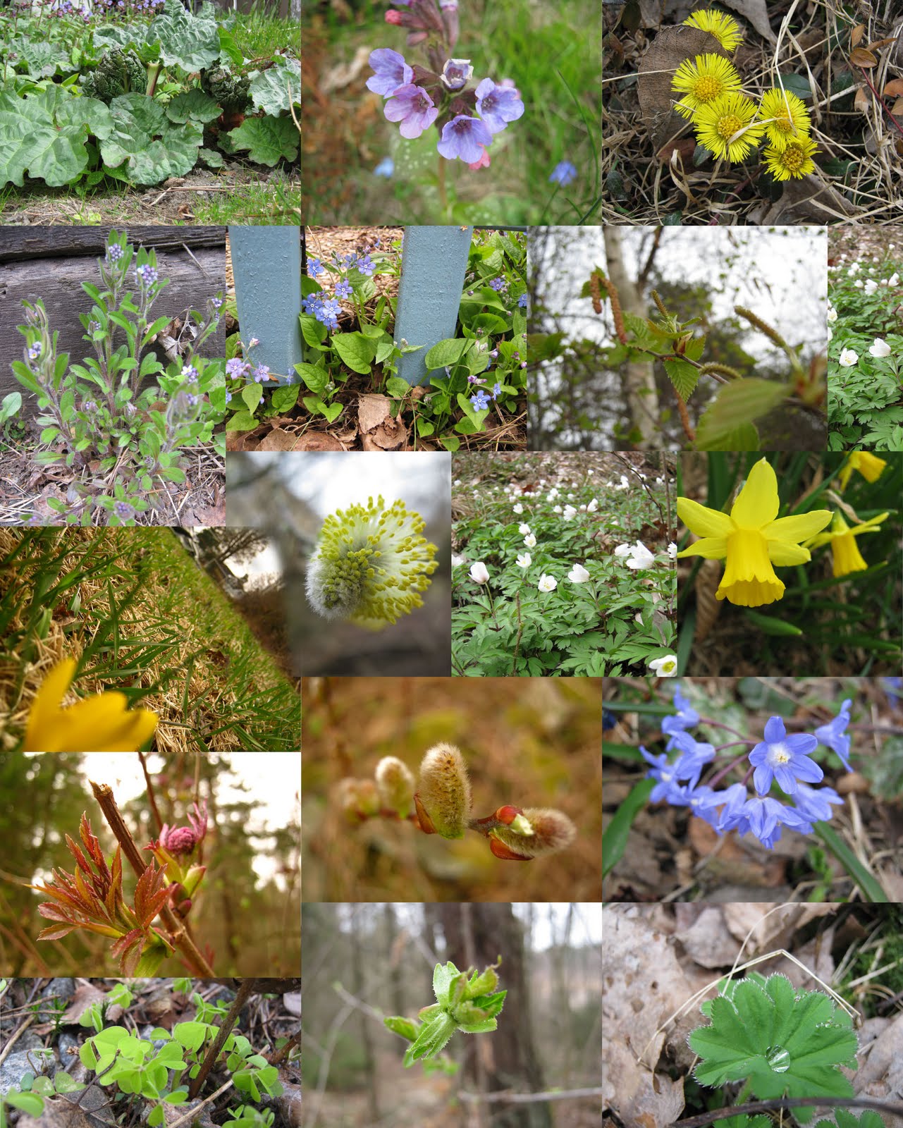 Körsbärets Kök: Vårbilder!