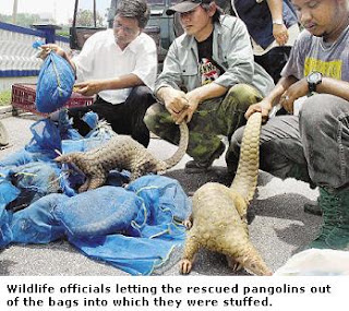 Kepupusan Tenggiling: Punca Kepupusan Tenggiling
